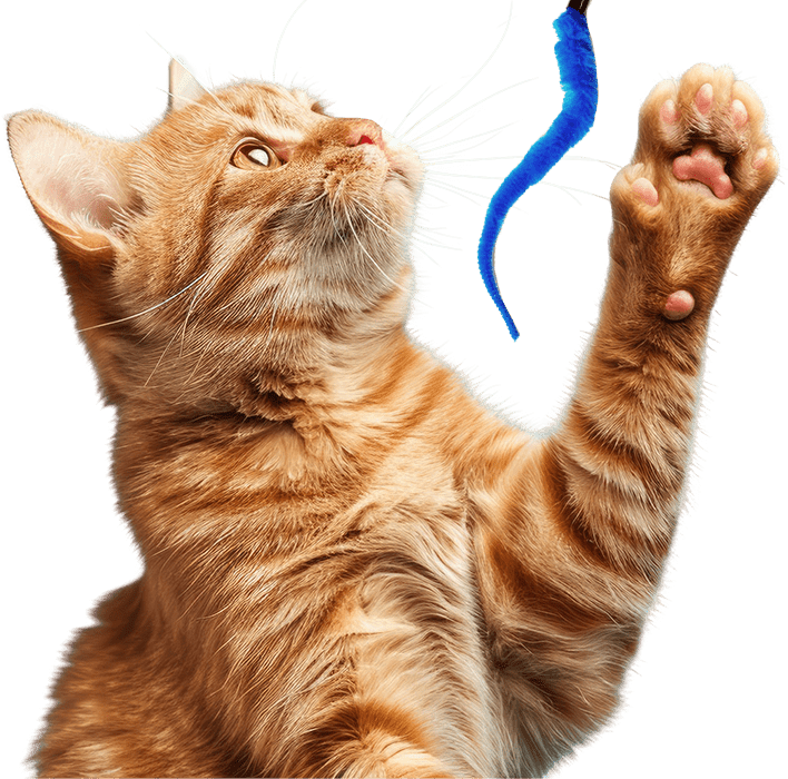 The Ultimate Kat Toy